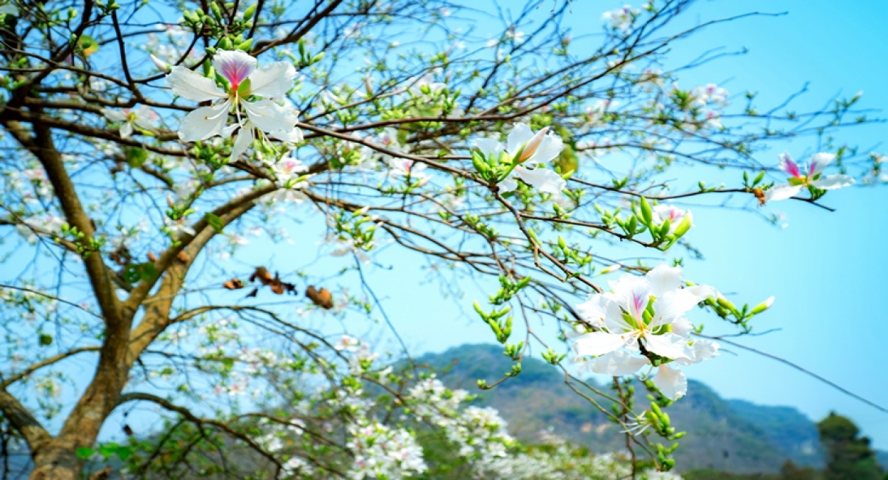 Ban Flower Festival | Vietnam Tourism